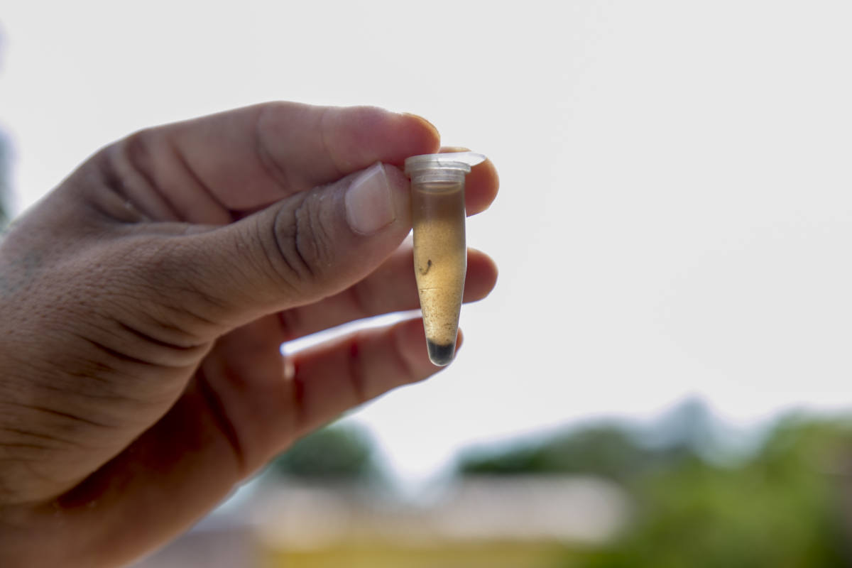 LIRAa: Corumbá tem redução no índice do mosquito Aedes aegypti; ações ...